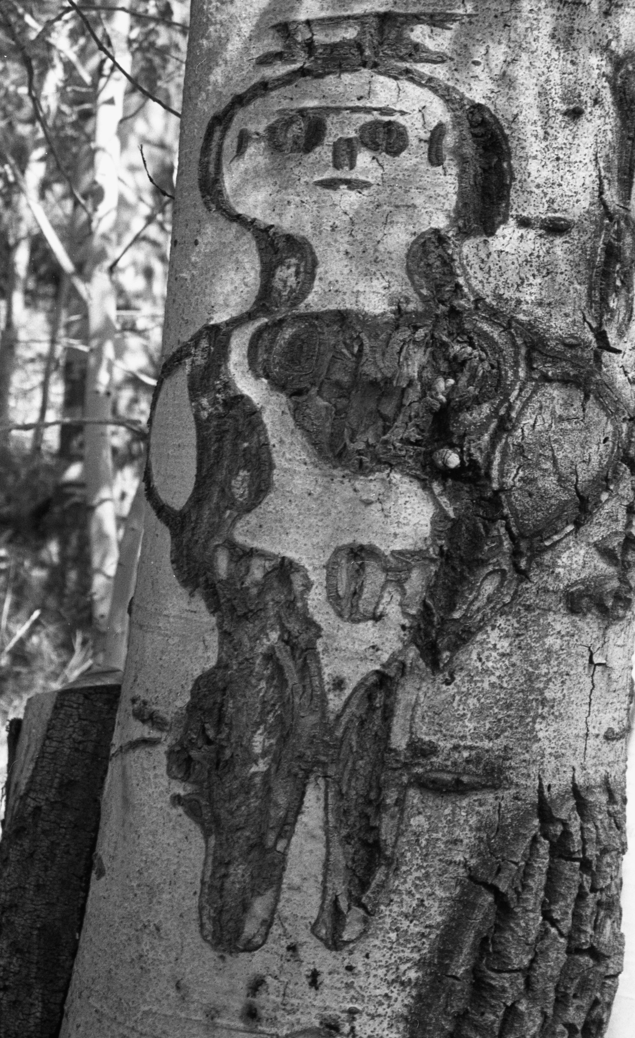 Basque Sheepherder Arborglyphs - Community Library